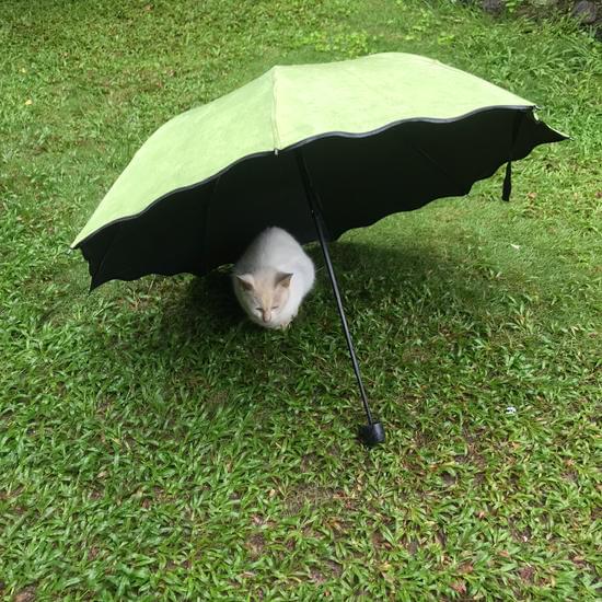 Jovert Carlos – Canva