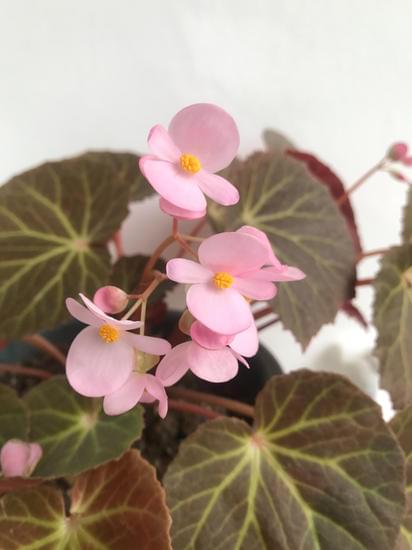 Jovert Carlos – Canva