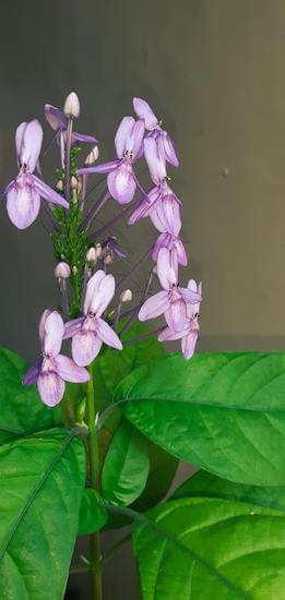 Rose Landicho's Images – Canva