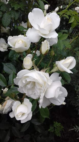 Me Flowery – Canva