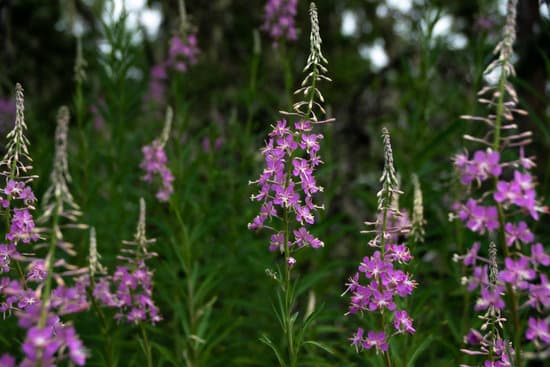 Whitney Barkman – Canva